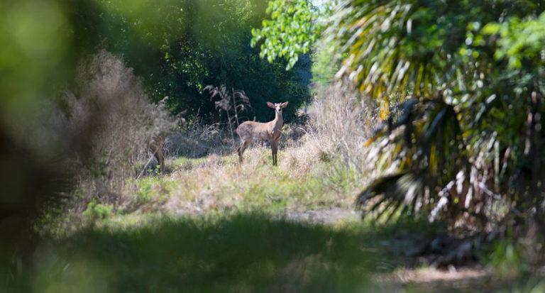 46606873405_5faf63c65b_k-Photo-by-FWC-Andy-Wraithmell-900-crop-web ...