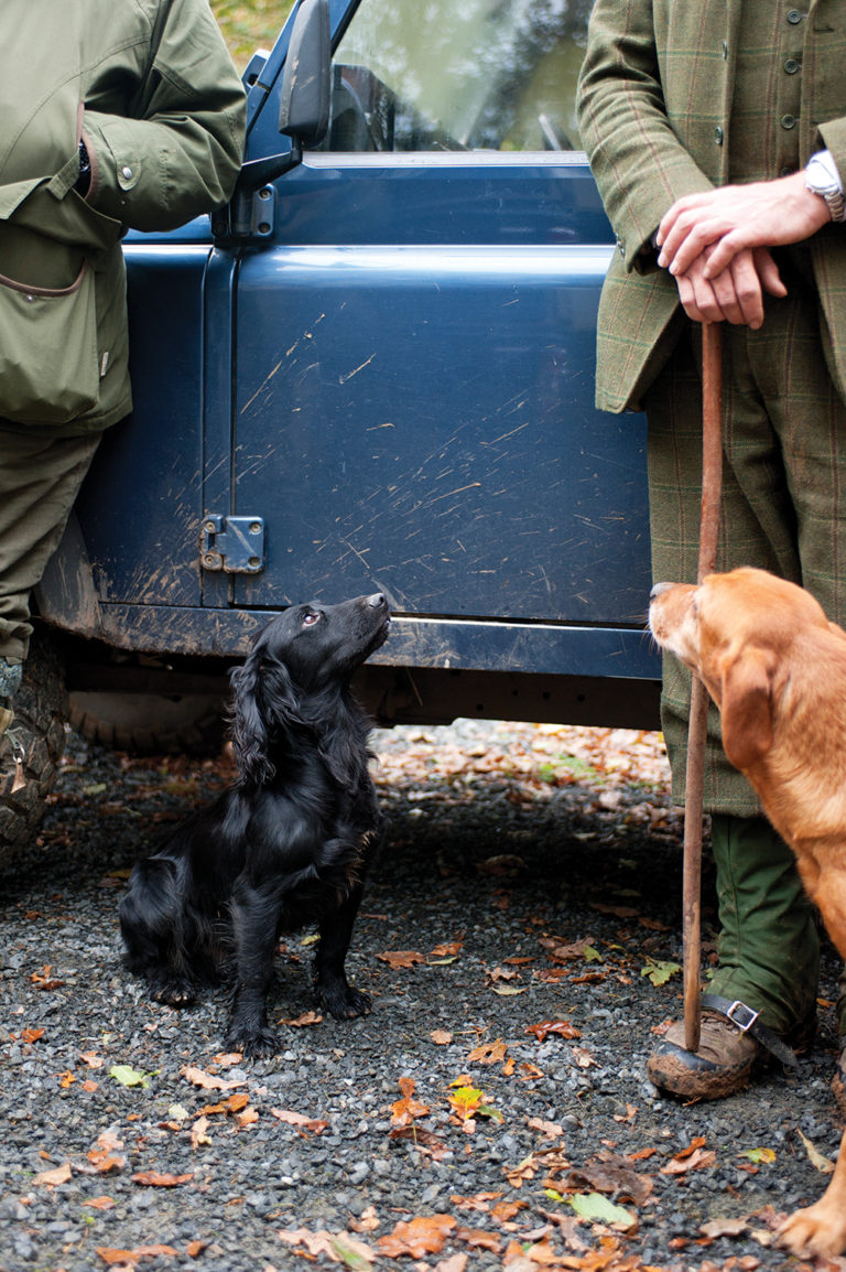 The English Cocker: A Special Place in a Hunter’s Heart | Covey Rise ...
