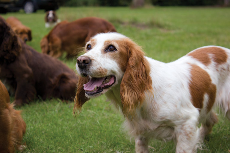 The English Cocker: A Special Place in a Hunter’s Heart | Covey Rise ...